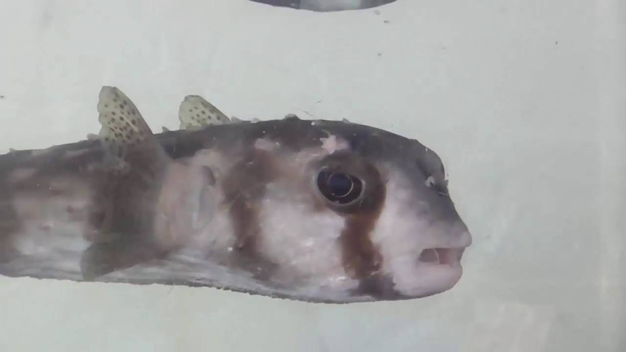 Fish Has a Baby Face - Spotfin Burrfish - YouTube