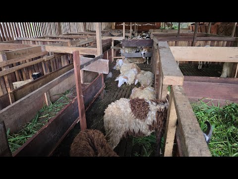 🔴LIVE‼️ABAH GUS AANG POTONG DOMBA AQIQAH SAHABAT KAPALANG | PARFUM SAFAMARWA JADI WASILAH PENGOBATAN