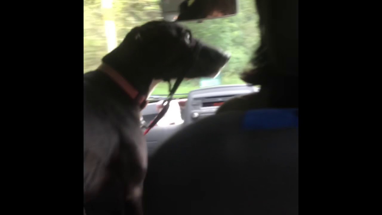 DOG SINGS ALONG TO MEGHAN TRAINOR SONG - YouTube