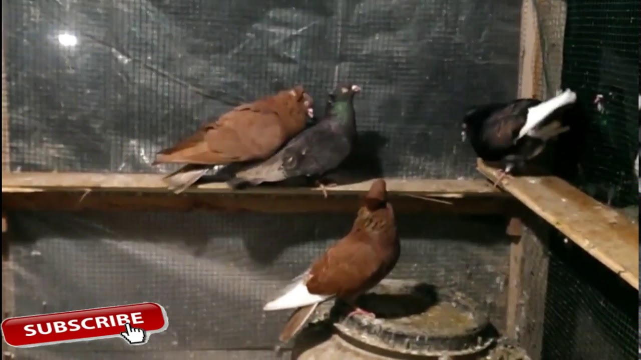 Pigeons Serbian Many Colors 2018 - YouTube