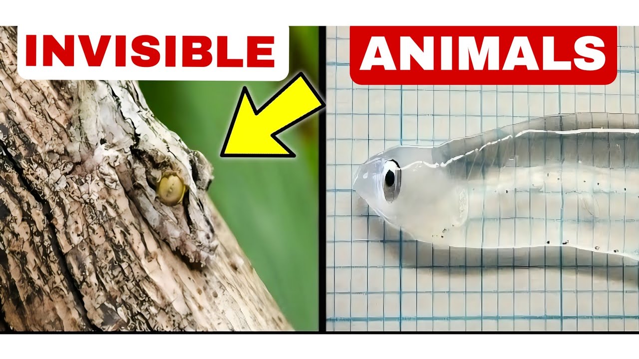 Top 9 Invisible Animals In The World | Adventure Clarity | - YouTube
