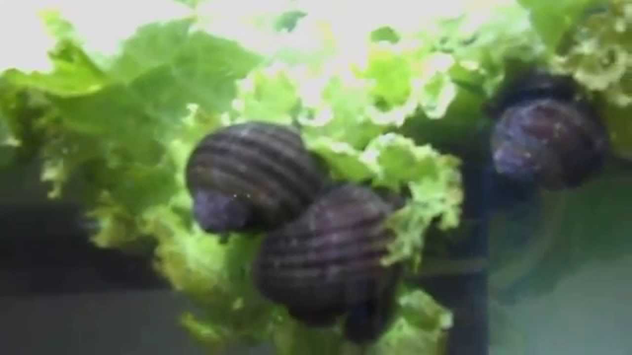 Purple Apple Snail - YouTube