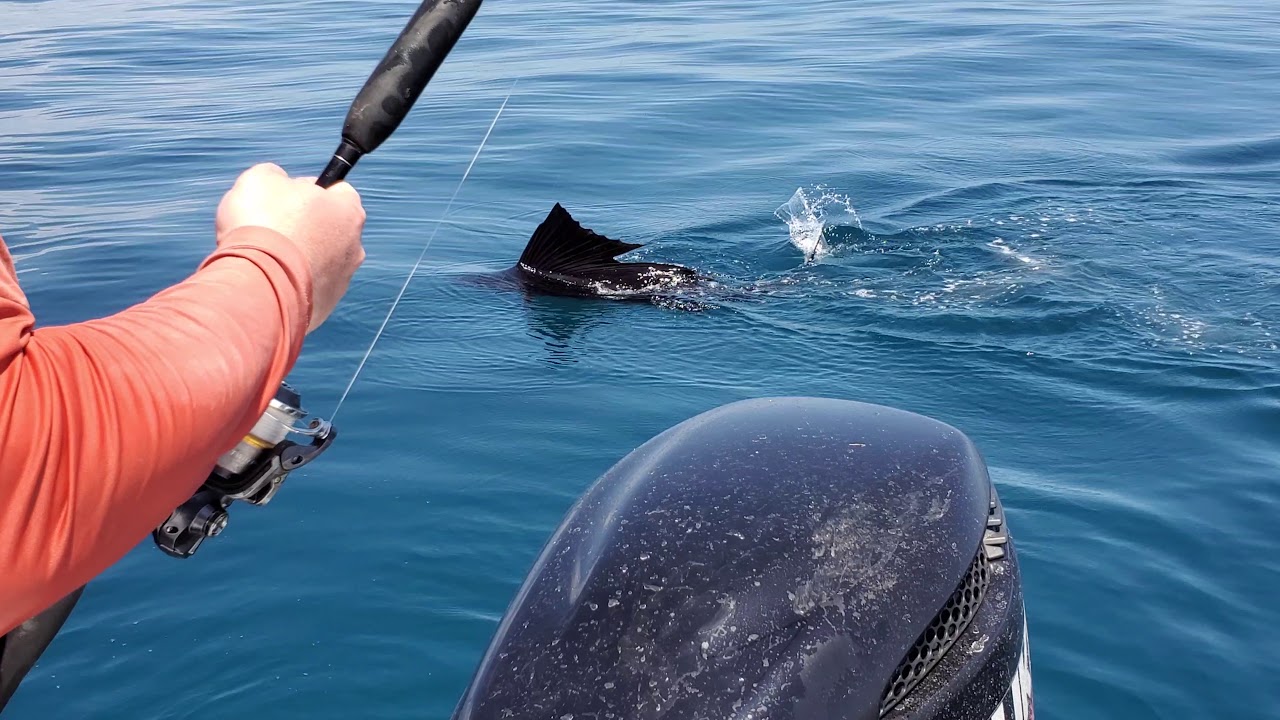 Salty Pigs - EP 1 - Sailfish - YouTube