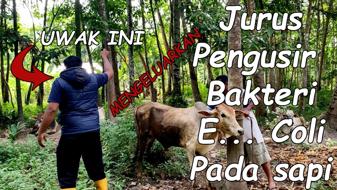 Sapi terkena penyakit *BEF* dan *DIARE* - YouTube