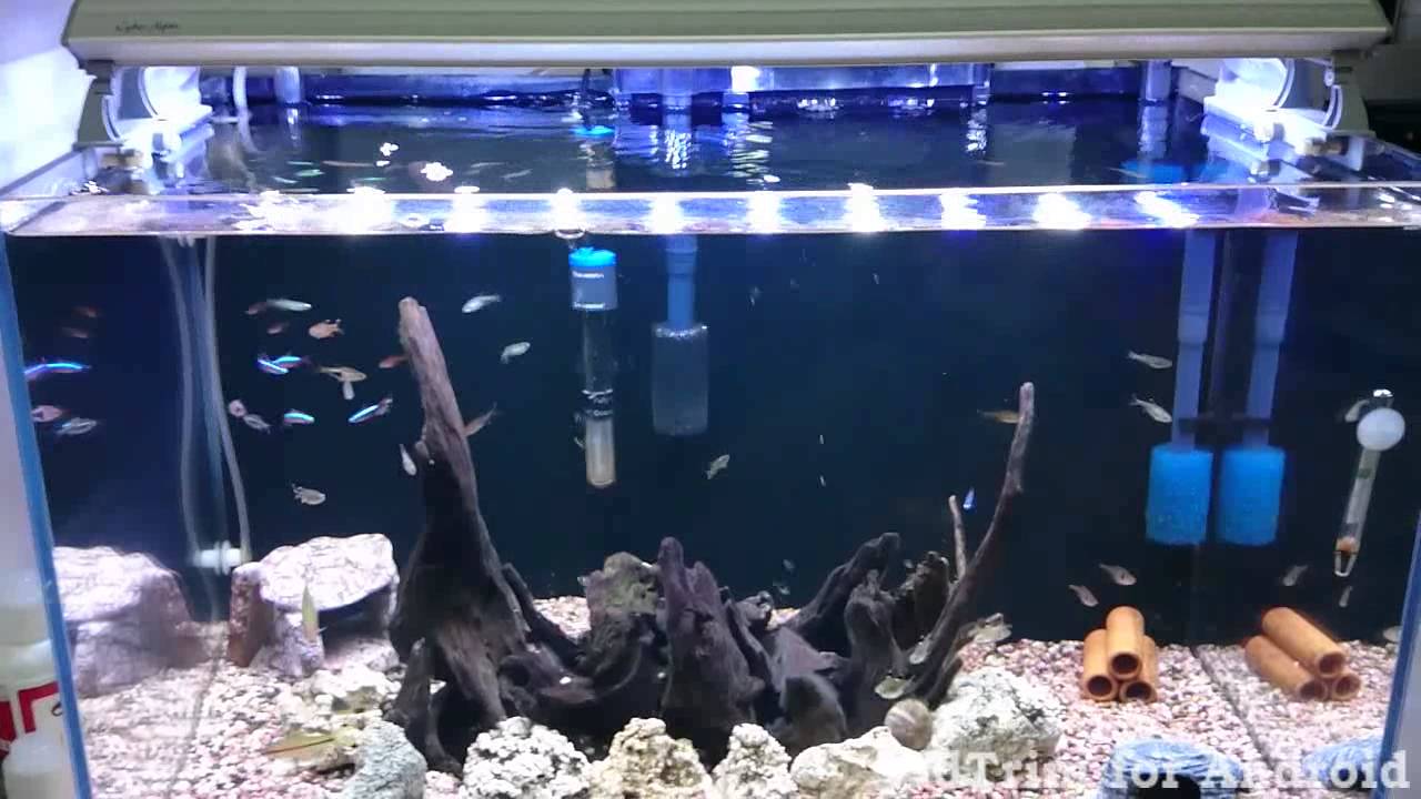 40 gallon fish tank - YouTube