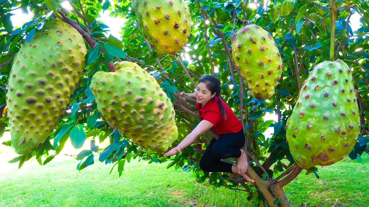 Harvest Soursop Goes To Market Sell | Gardening And Cooking | Lý Song ...