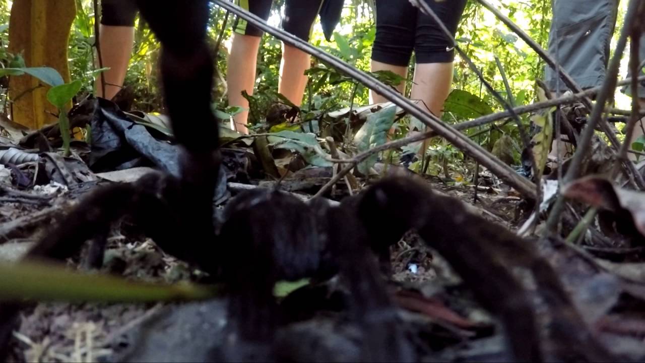 Amazon Rainforest tarantula ATTACKS GoPro - YouTube