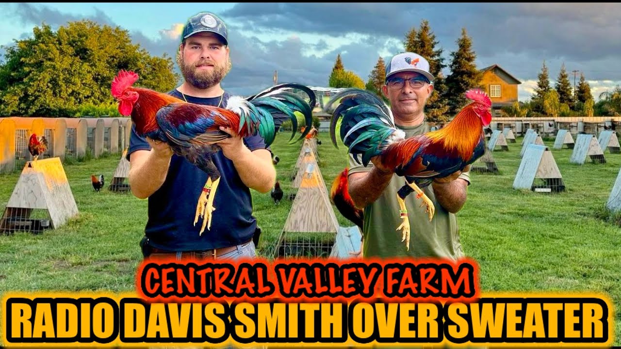 Radio Davis Smith Over Sweater ~ CENTRAL VALLEY GAMEFARM - YouTube
