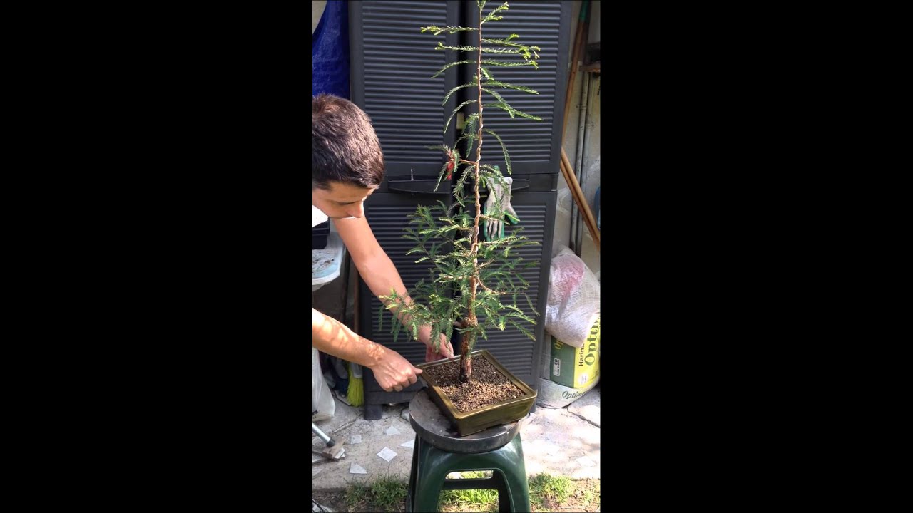 Ahuehuete bonsai - YouTube