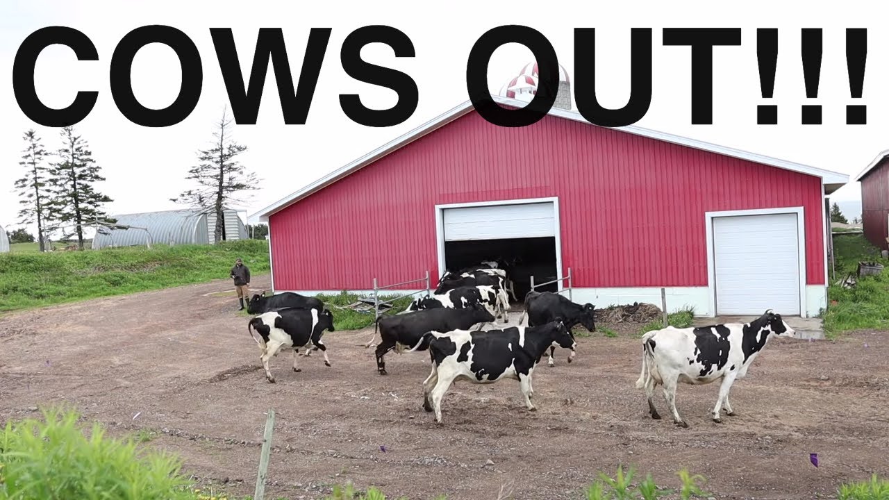 Cows Go Out - First Time This Year - YouTube