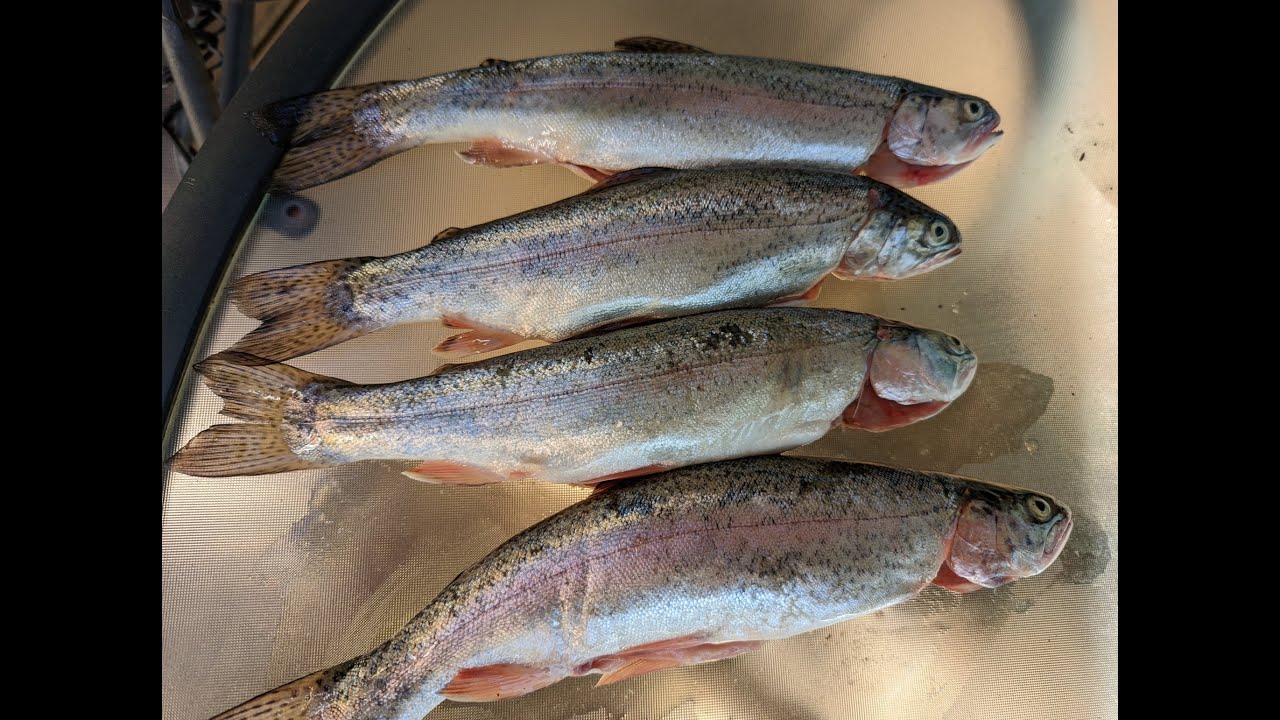 Trout fishing on Lake Cenaiko, Coon Rapids, Minnesota - YouTube