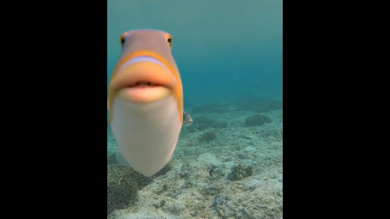 life as a fish in a tank - YouTube