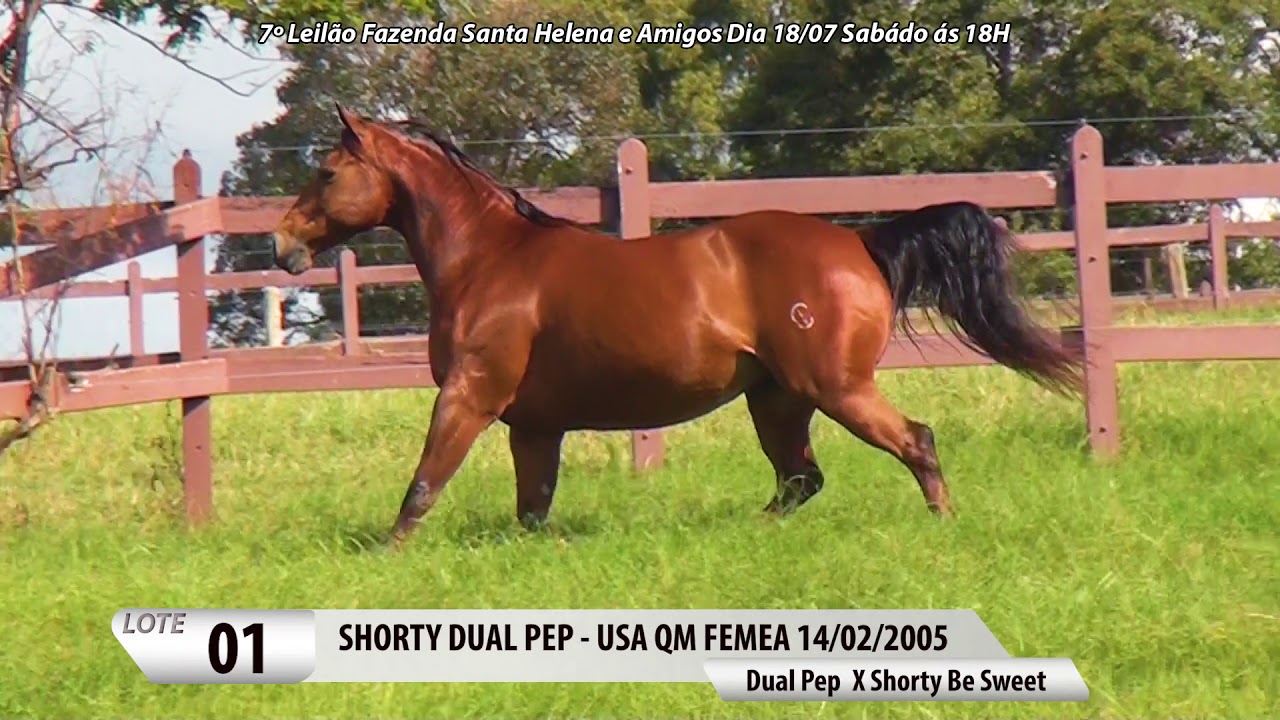 LOTE 01 - SHORTY DUAL PEP - USA - YouTube