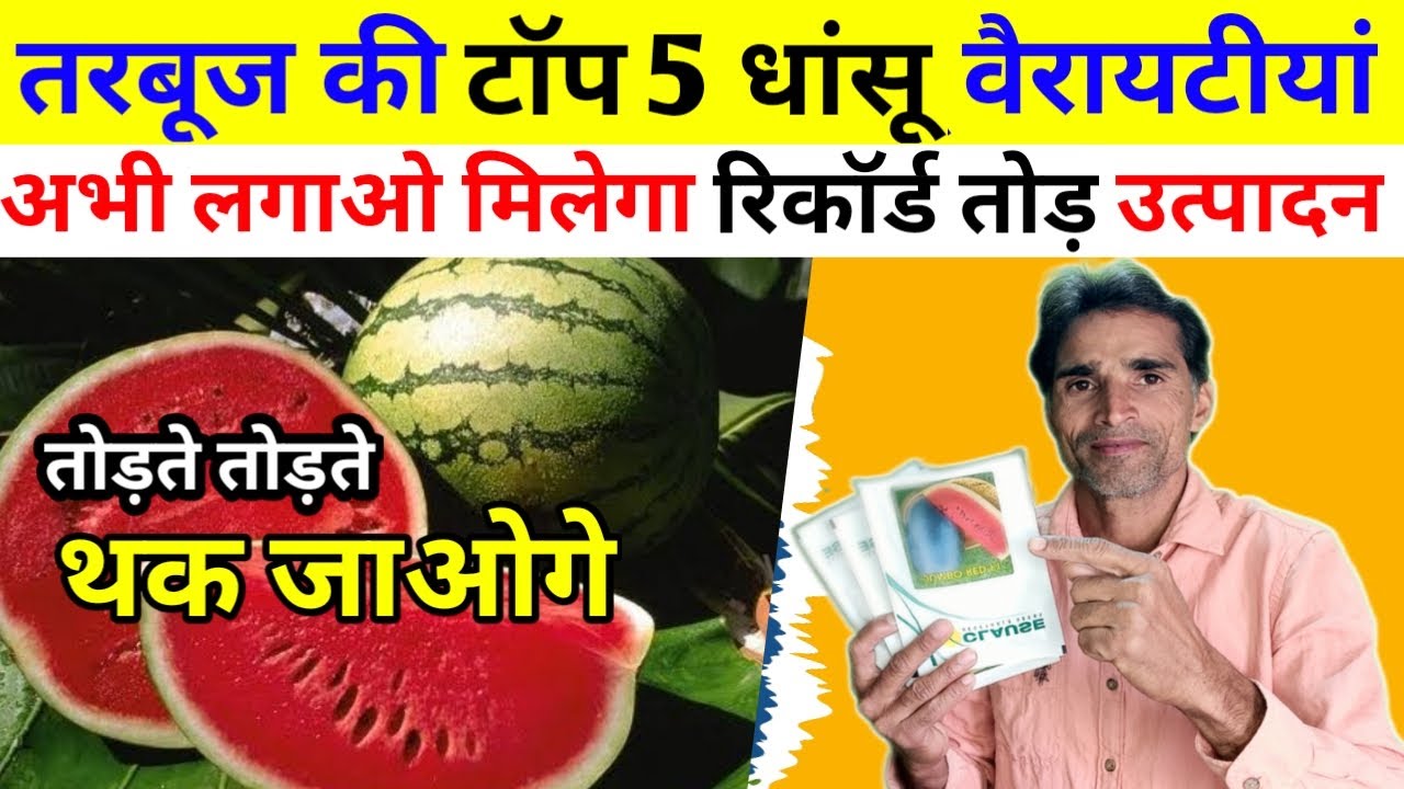 तरबूज की सबसे धांसू वैरायटीयां | top 5 watermelon seeds variety ...
