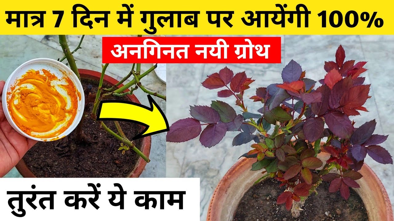 Rose plant growing & Care tips.Best fertilizer for rose.How to get ...