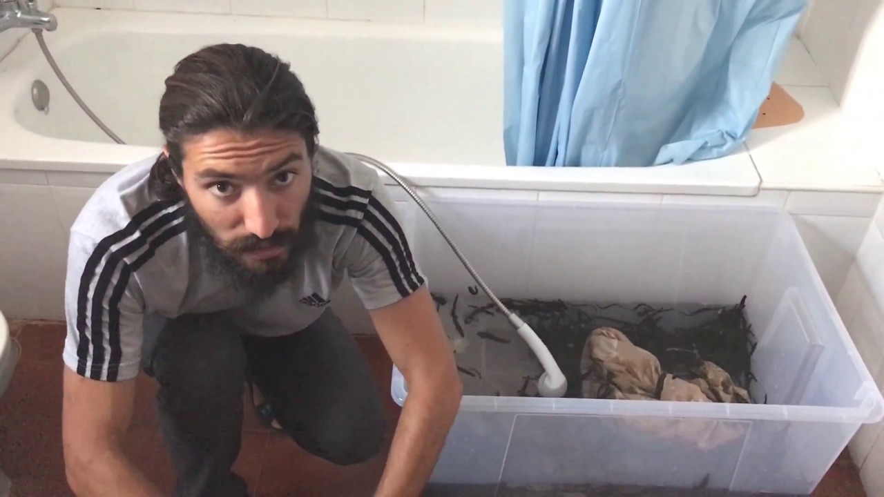 Medical Leeches HIrudo Verbana FEAR FACTOR SPAIN. Хирудо Пиявици за ...