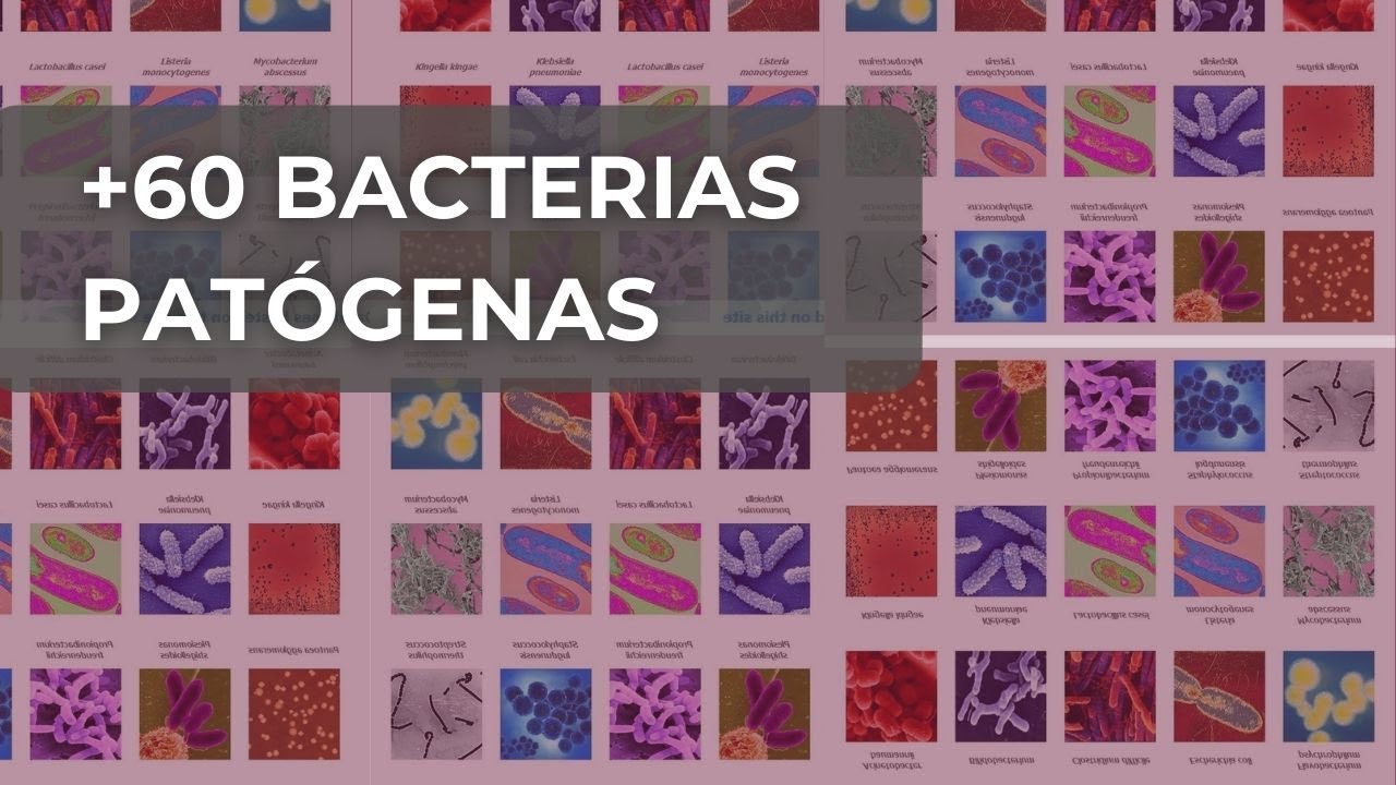 +60 BACTERIAS PATÓGENAS - MICROBIOLOGIA - YouTube