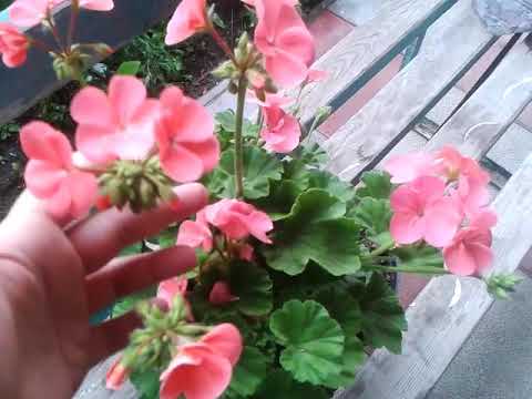 Mənim ev güllərim cırtan geranım 🌹🌷💖💝💜😊😊