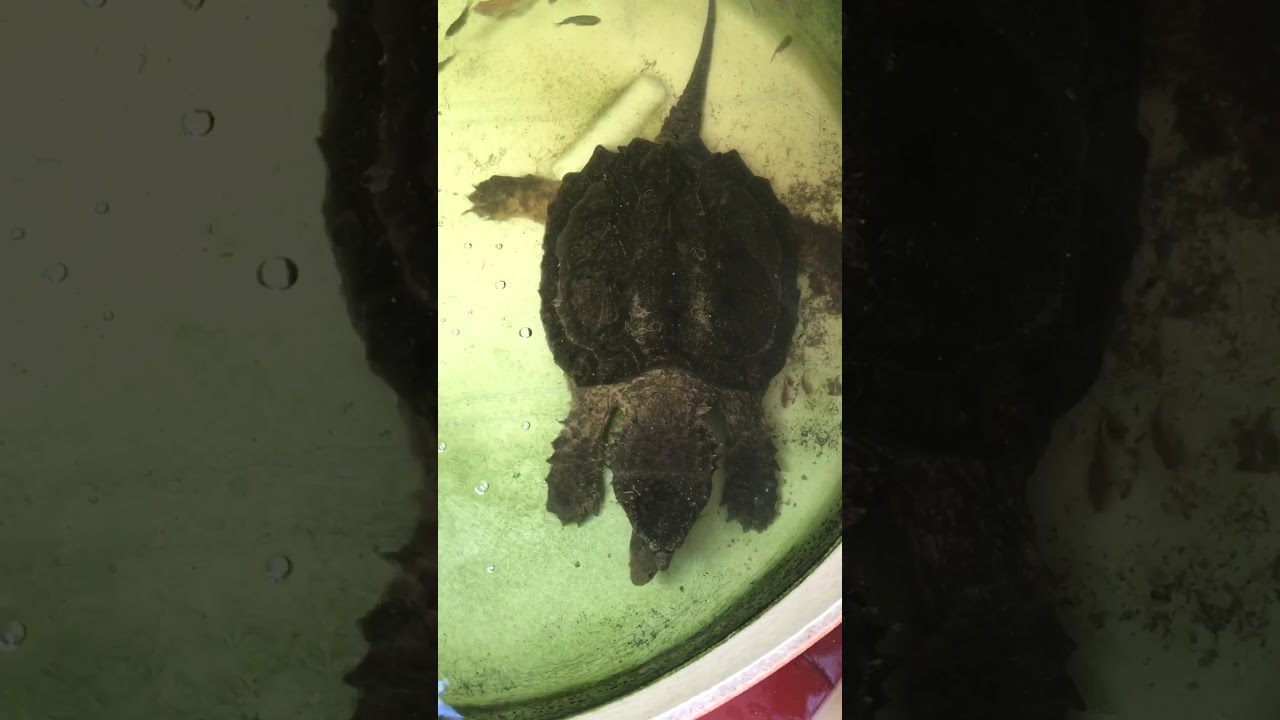 Alligator Snapping Turtle attack Snakehead - YouTube
