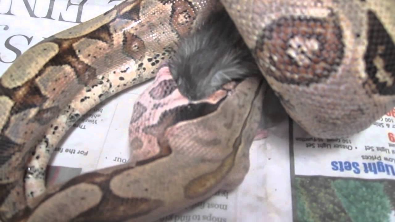Lina my Female Bolivian Boa eating a Rat - YouTube