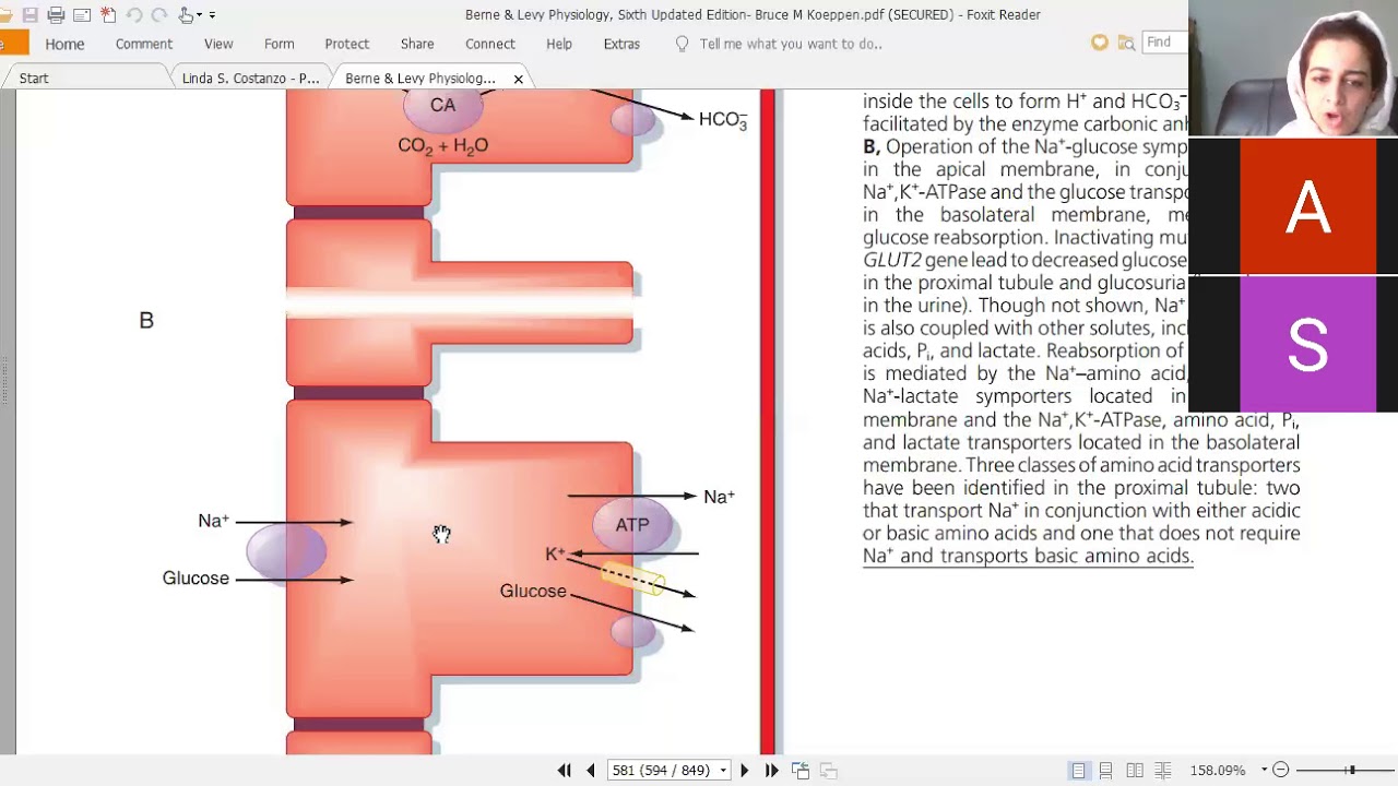 Functions of the Proximal Convoluted Tubule - YouTube