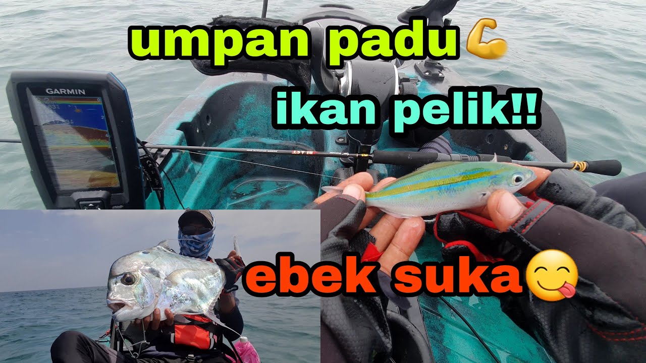 UMPAN PADU..IKAN PELIK EBEK SUKA!!!KAYAK FISHING MALAYSIA--VLOG#8 - YouTube