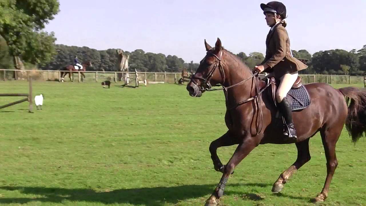 Ilkley Show Working Hunter September 2016 - YouTube