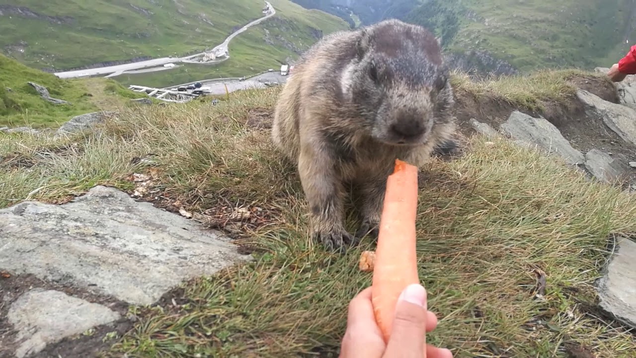 Murmeldjur på Großglockner - YouTube