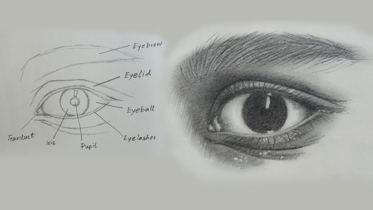 Step by step EYE Drawing process for beginners | How to Draw Eyes | Eye ...