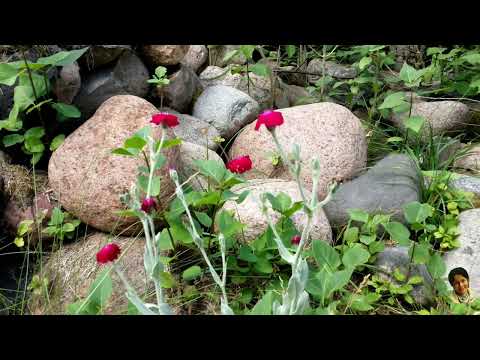 When the lilies bloom ...🥰💫 Gdy kwitną lilie ...🥰💫 百合が咲く頃。...🥰💫 Zambaklar çiçek açtığında. 4K