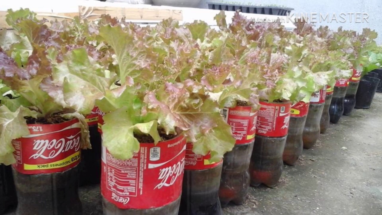 Pano magtanim ng lettuce at iba pa || How to grow lettuce and other ...