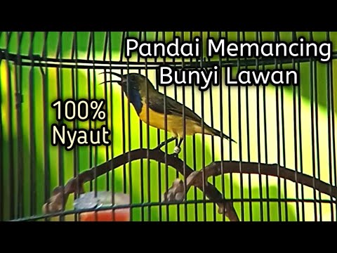Suara burung sogok ontong gacor ampuh untuk pancingan sogon gacor agar bunyi