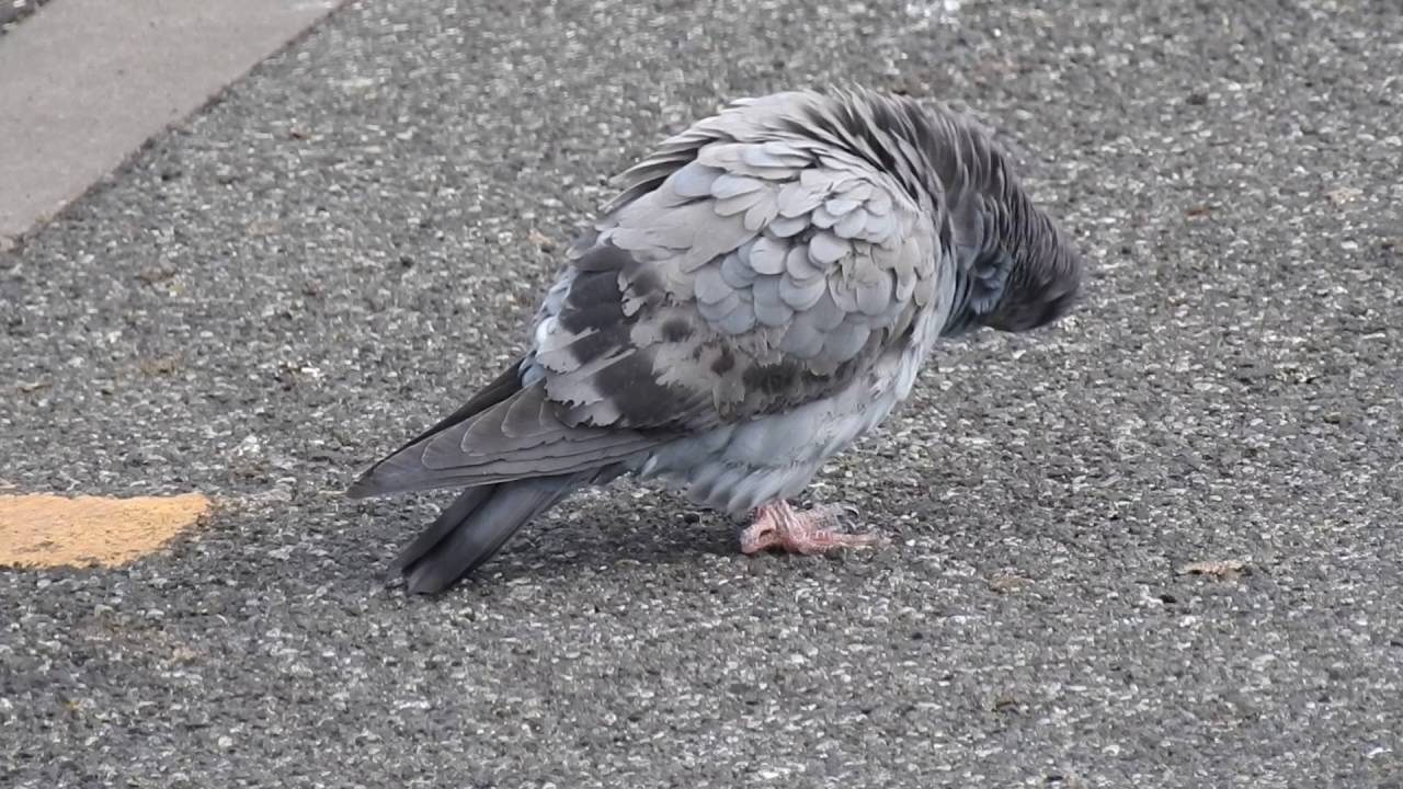 12 minutes from the life of William the Pigeon - YouTube