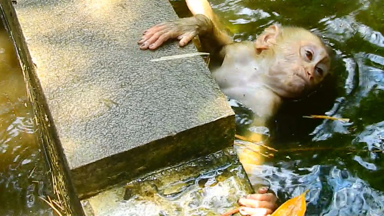 Amanda often go swimming cos it's summer in Cambodia, She find swimming ...