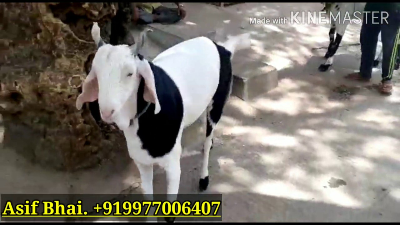 Full pink skin malwa bakra bakra for sale. Indor - YouTube