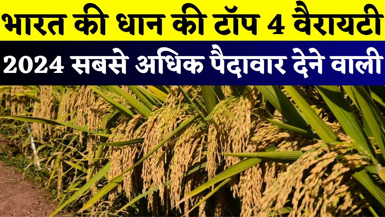 भारत की धान की टॉप 4 वैरायटी 2024 सबसे अधिक पैदावार देने वाली | bayer ...