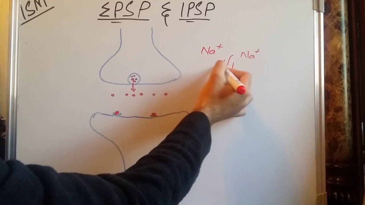 EPSP & IPSP| |Neuron||ISM| - YouTube