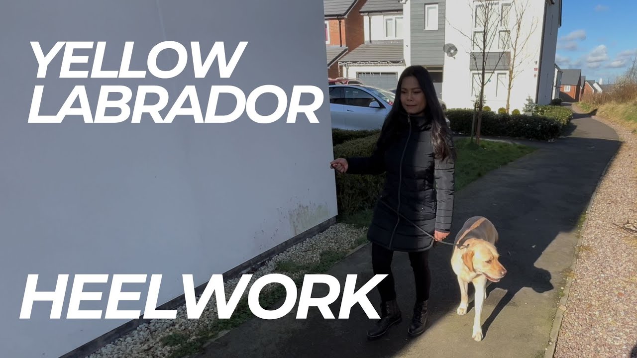 Stop Your Labrador Pulling On The Lead | The Dog Therapist - YouTube