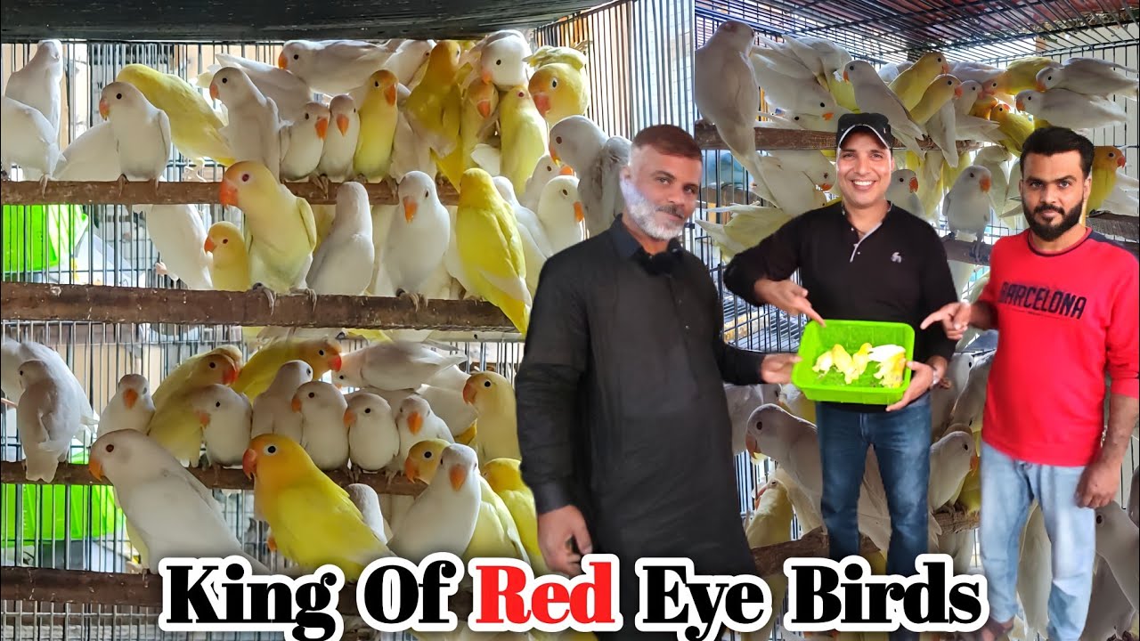 Albino Red Eye , Creamino , Decino & Parblue ino Love Birds Breeding ...