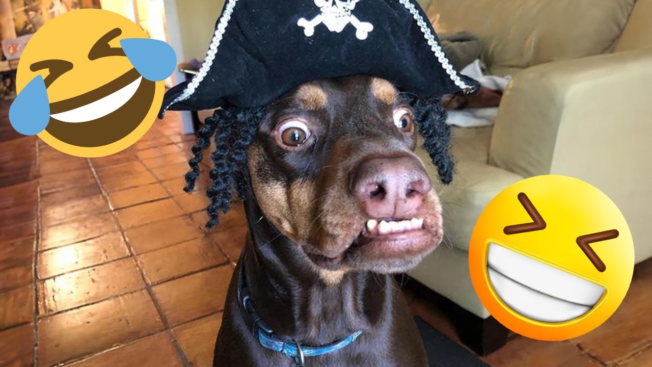 20 Minutes of HILARIOUS Dog Videos 🐶😊 - YouTube