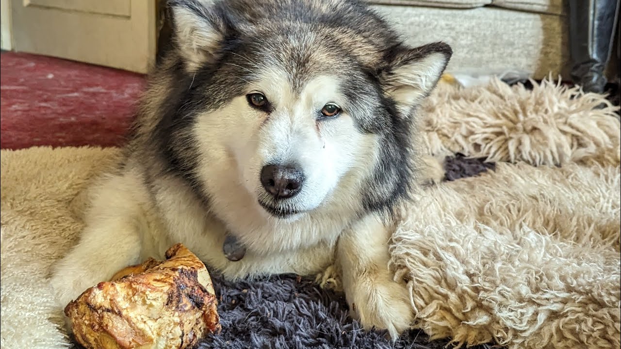 happy Malamute gets a new bone - YouTube