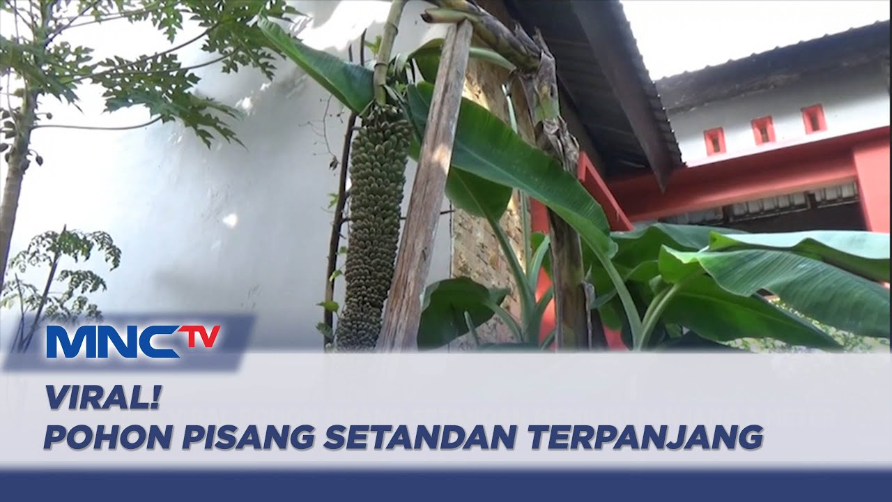 Unik! Intip Pohon Pisang Setandan dengan Panjang 3 Meter Milik Warga ...