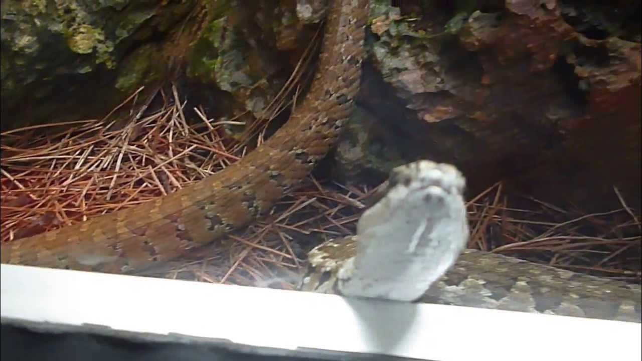 Pythonidae - YouTube