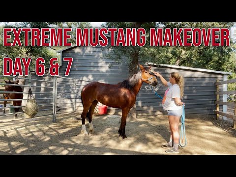Extreme Mustang Makeover | Day 6 & 7 - YouTube