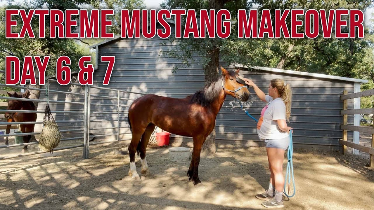 Extreme Mustang Makeover | Day 6 & 7 - YouTube