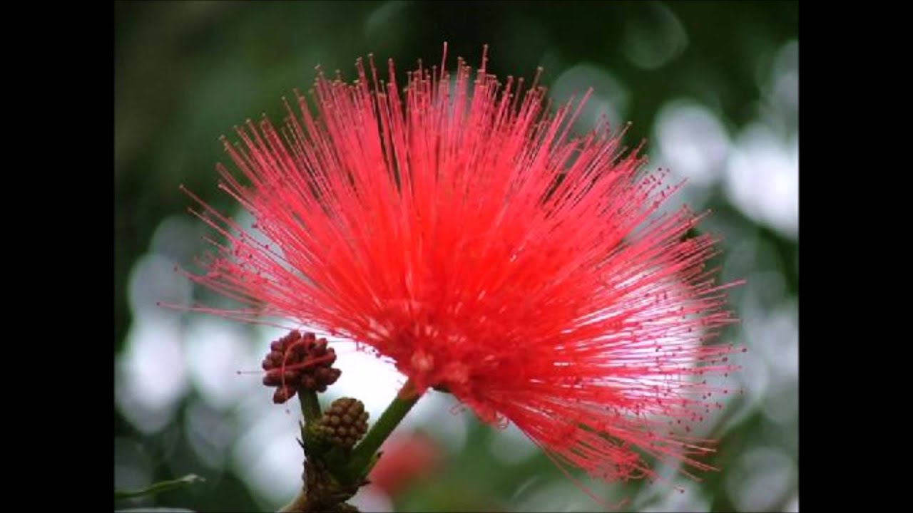 Flor do cerrado - Calliandra - YouTube