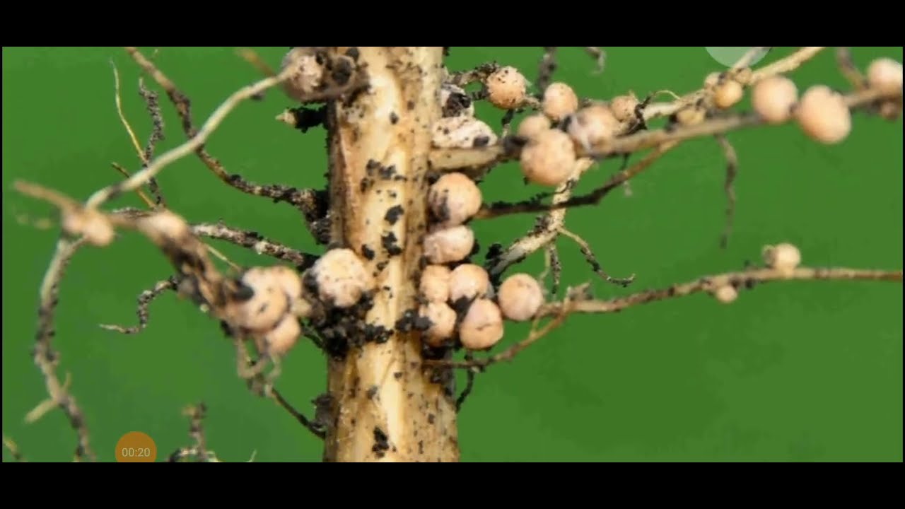 Root Nodules YouTube root-nodules-youtube
