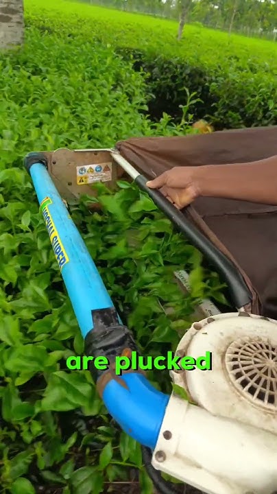 Tea leaf cutting machine - YouTube