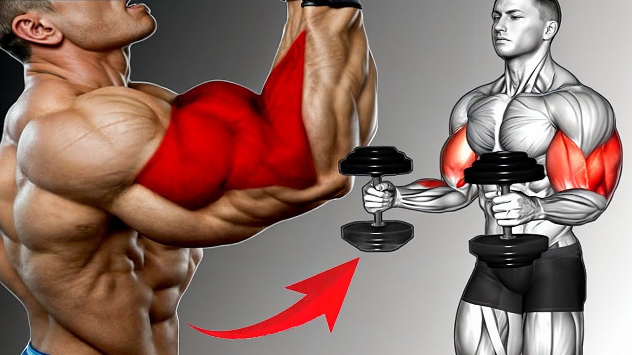 Best Dumbbell Exercises for Wider Biceps Muscle At Gym | Dumbbells ...