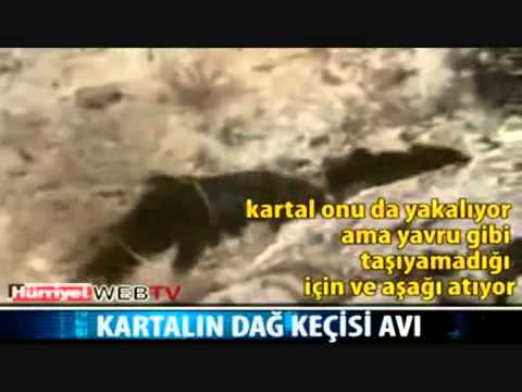 KARTALIN DAĞ KEÇİSİ AVI